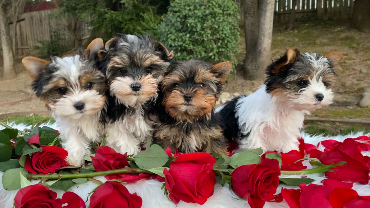 Traditional Yorkie Puppies - Blueberry Brook Yorkies – Morkies ...
