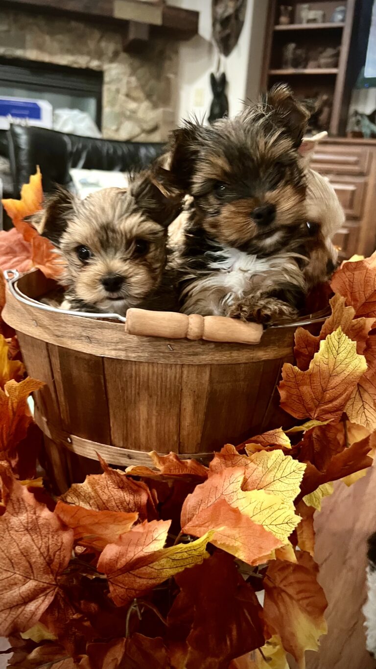 Gold Yorkie Puppies - Blueberry Brook Yorkies