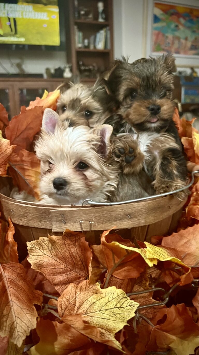 Gold Yorkie Puppies - Blueberry Brook Yorkies