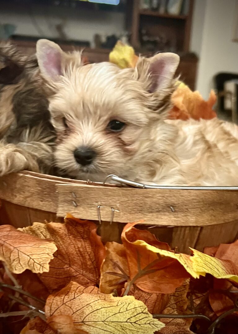 Gold Yorkie Puppies - Blueberry Brook Yorkies