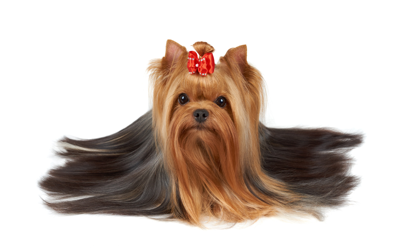 Understanding Yorkie Pricing : Factors That Matter - Blueberry Brook ...