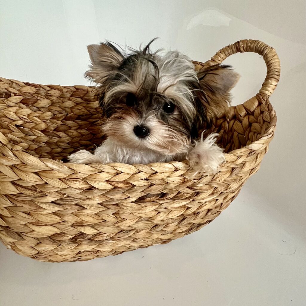 Available Puppies - Blueberry Brook Yorkies