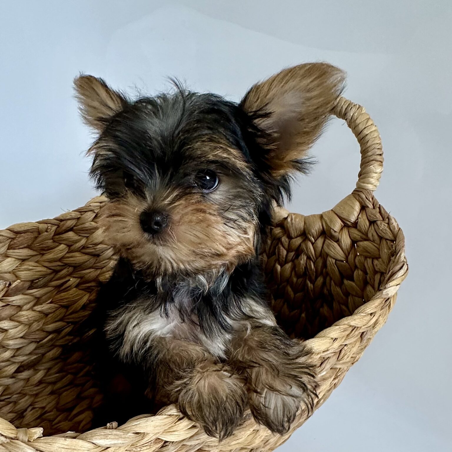 Traditional Yorkie Puppies - Blueberry Brook Yorkies