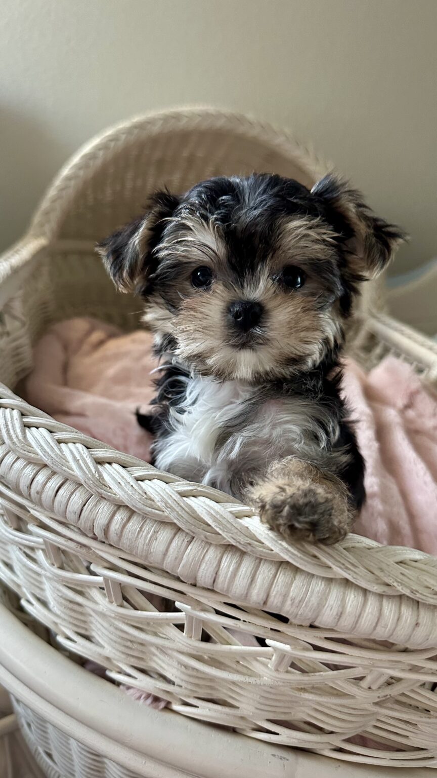 Blueberry Brook Yorkies Puppies For Sale In Roseville CA