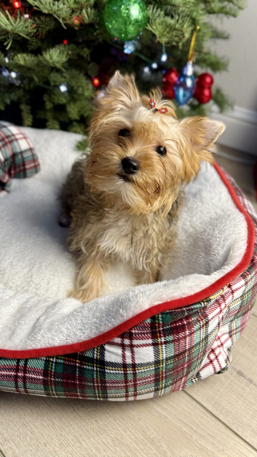 Gold Yorkie Puppies - Blueberry Brook Yorkies – Morkies, Yorkipoos ...