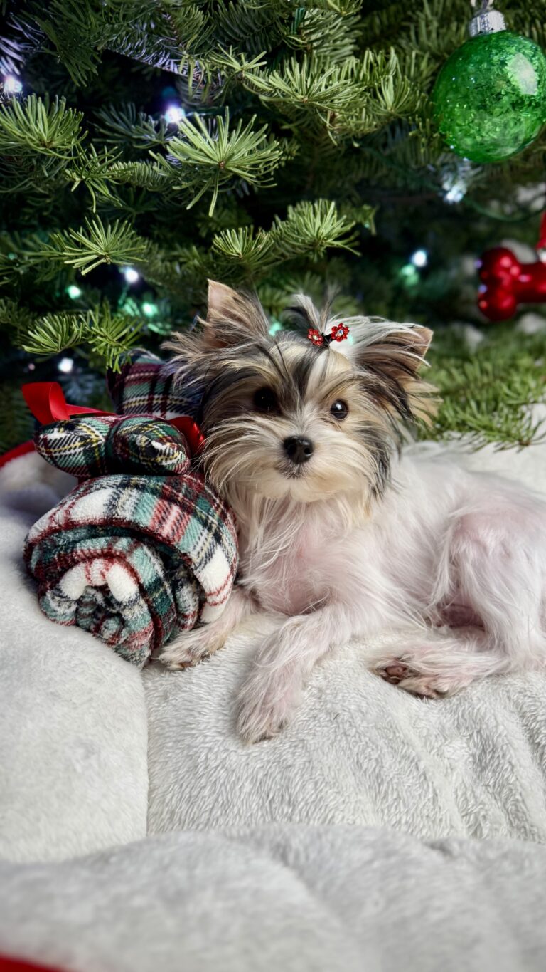 Parti Colored Yorkie Puppies - Blueberry Brook Yorkies – Morkies ...