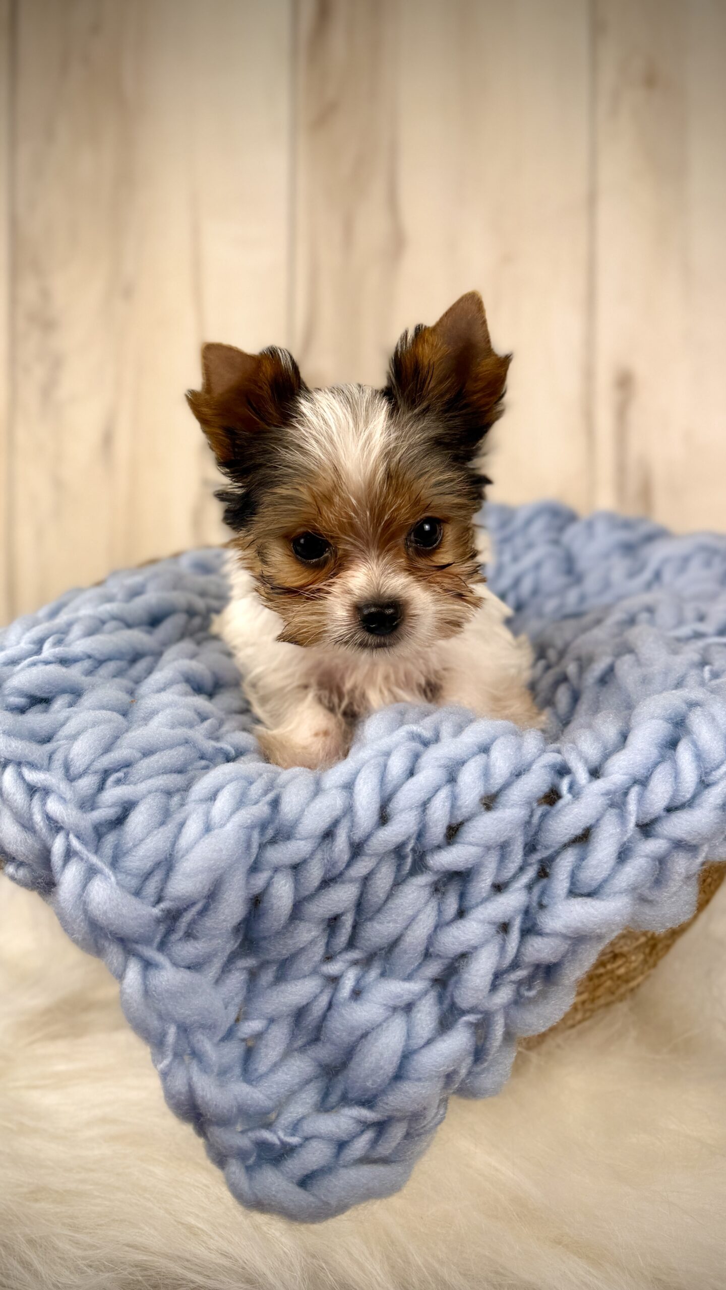 Parti Colored Yorkie Puppies - Blueberry Brook Yorkies – Morkies ...