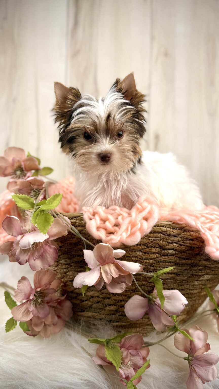 Parti Colored Yorkie Puppies - Blueberry Brook Yorkies – Morkies ...