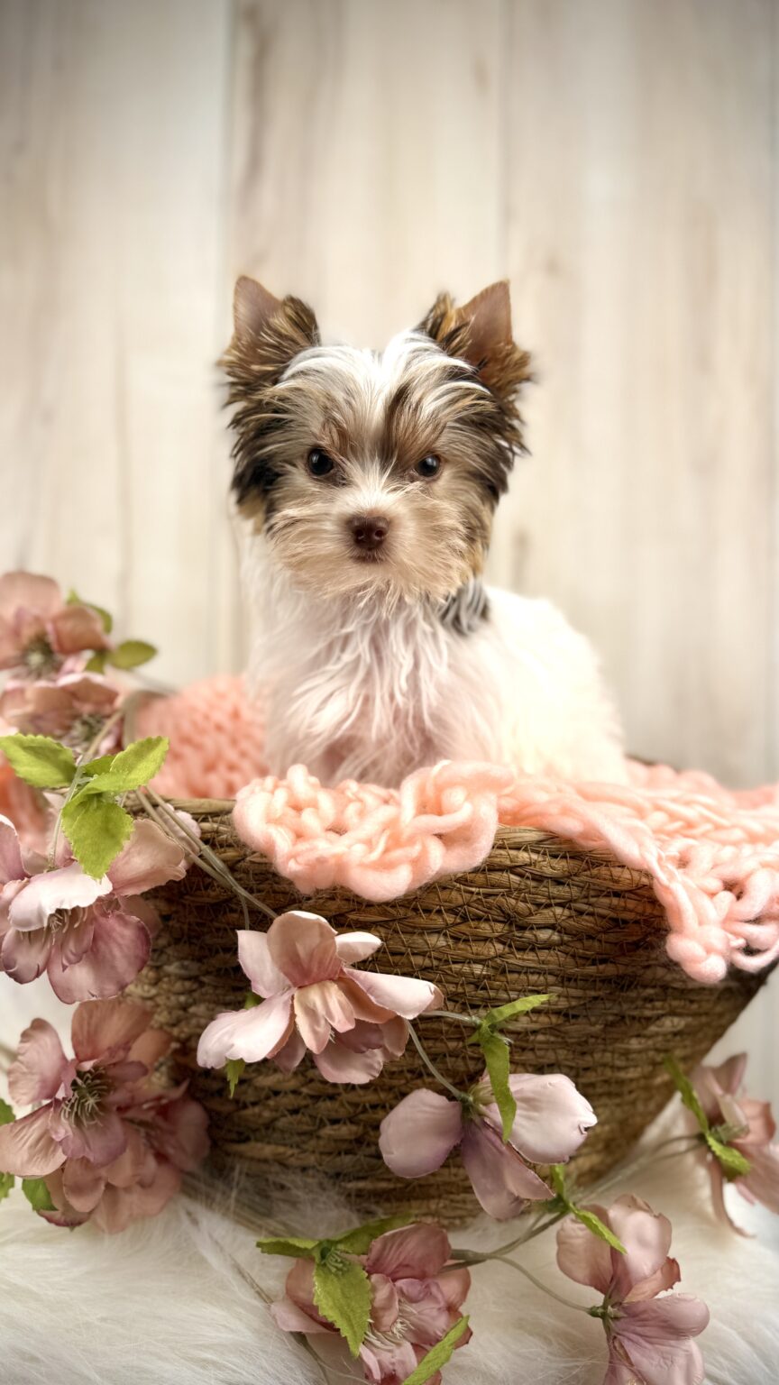 Parti Colored Yorkie Puppies - Blueberry Brook Yorkies – Morkies ...