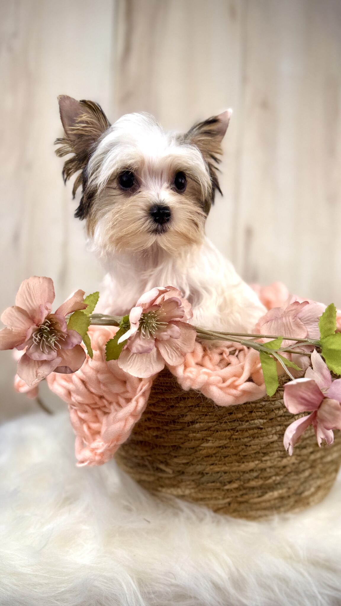 Parti Colored Yorkie Puppies - Blueberry Brook Yorkies – Morkies ...