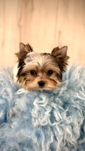 Parti Colored Yorkie Puppies - Blueberry Brook Yorkies – Morkies ...