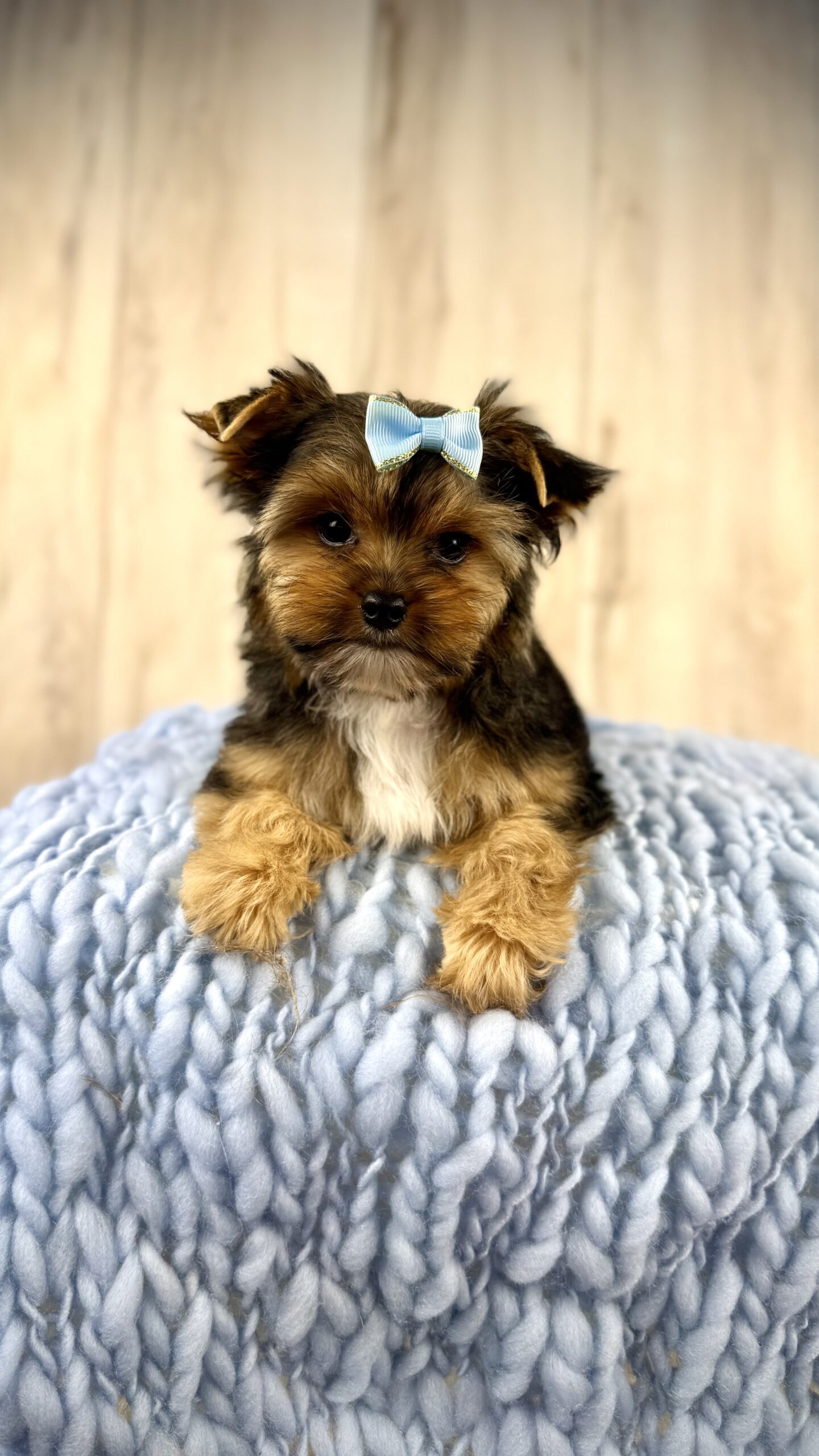 Traditional Yorkie Puppies - Blueberry Brook Yorkies – Morkies ...