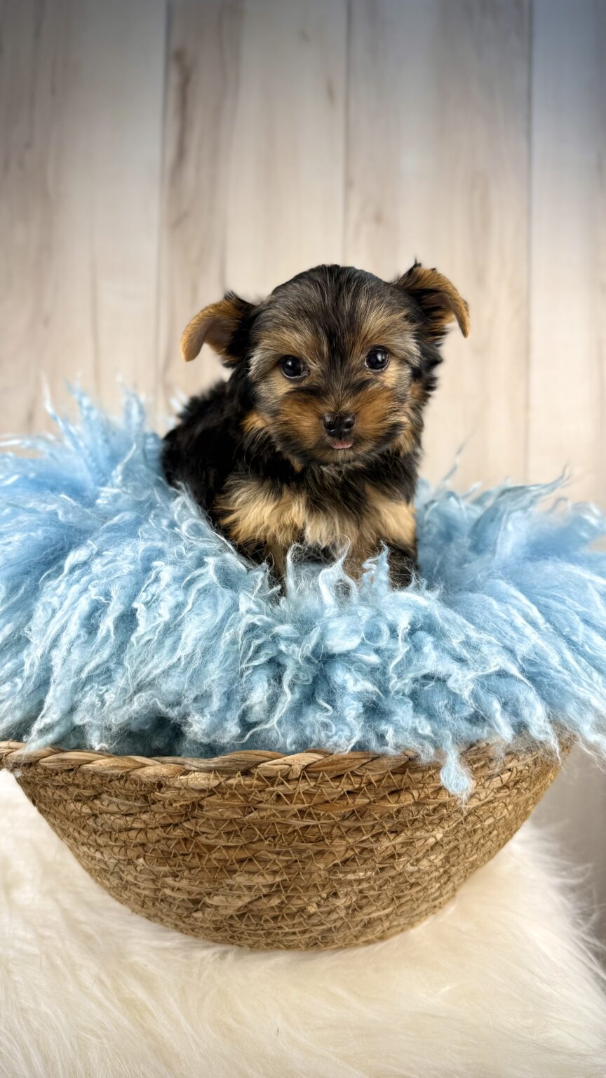 Traditional Yorkie Puppies - Blueberry Brook Yorkies – Morkies ...