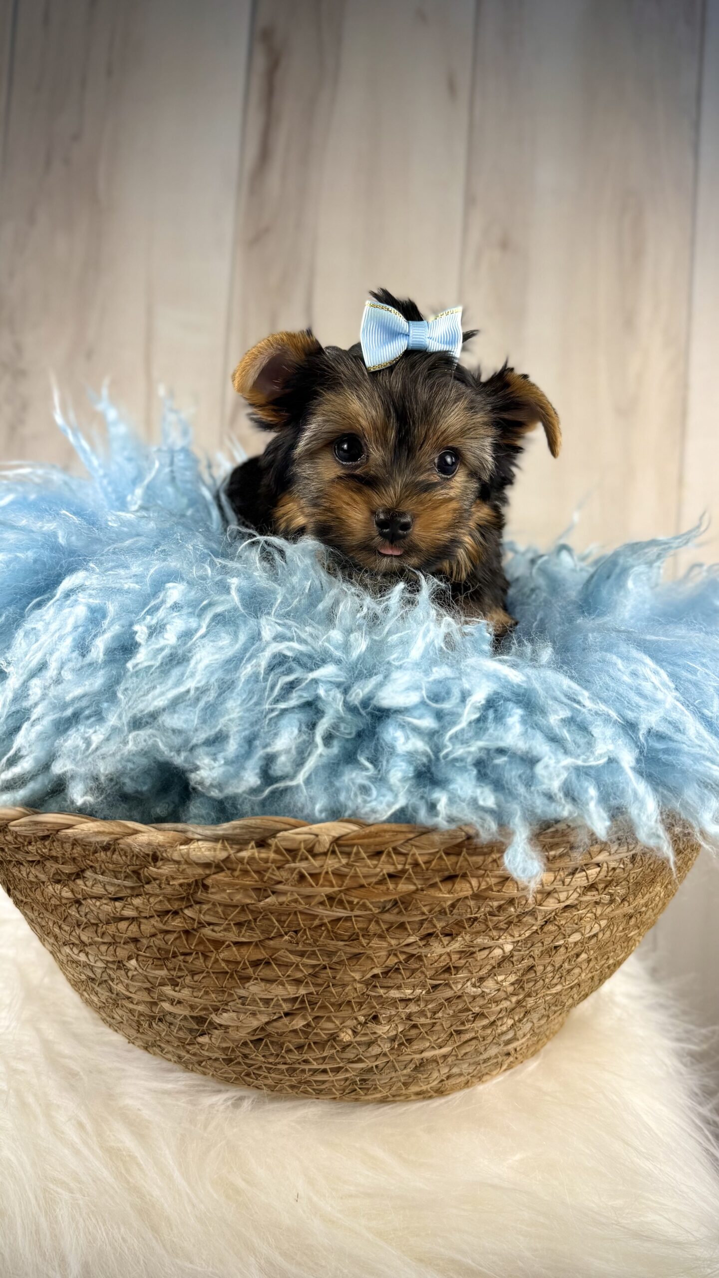 Available Puppies - Blueberry Brook Yorkies – Morkies, Yorkipoos ...