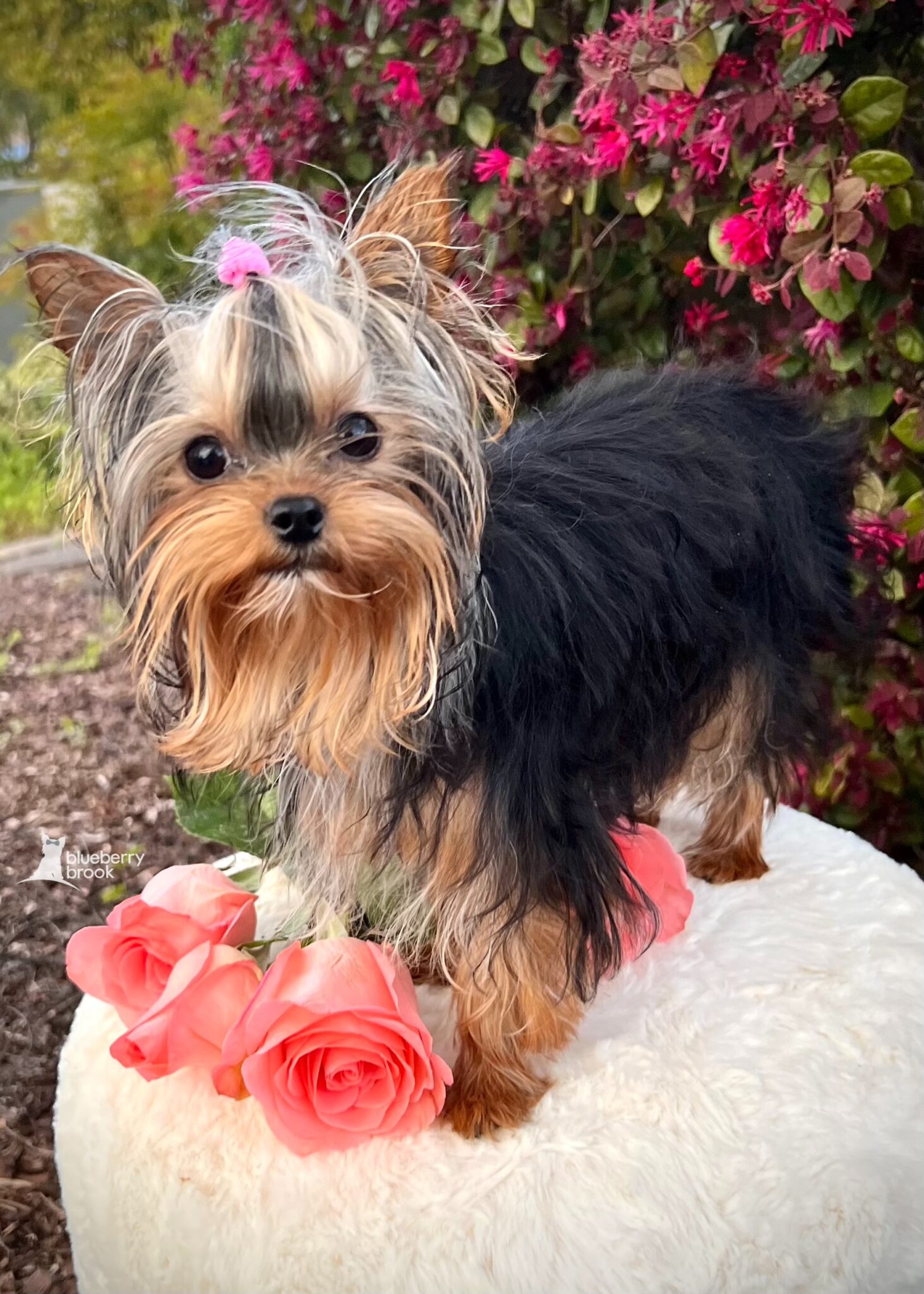 Blueberry Brook Yorkies Puppies For Sale In Roseville CA