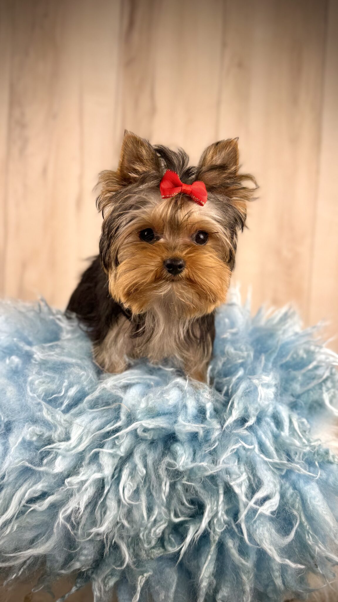 Traditional Yorkie Puppies - Blueberry Brook Yorkies – Morkies ...