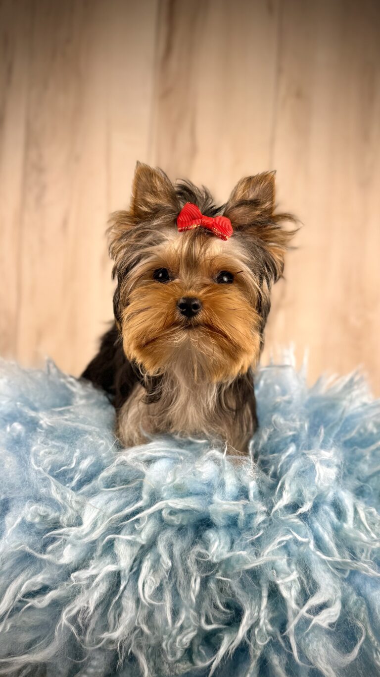 Traditional Yorkie Puppies - Blueberry Brook Yorkies – Morkies ...