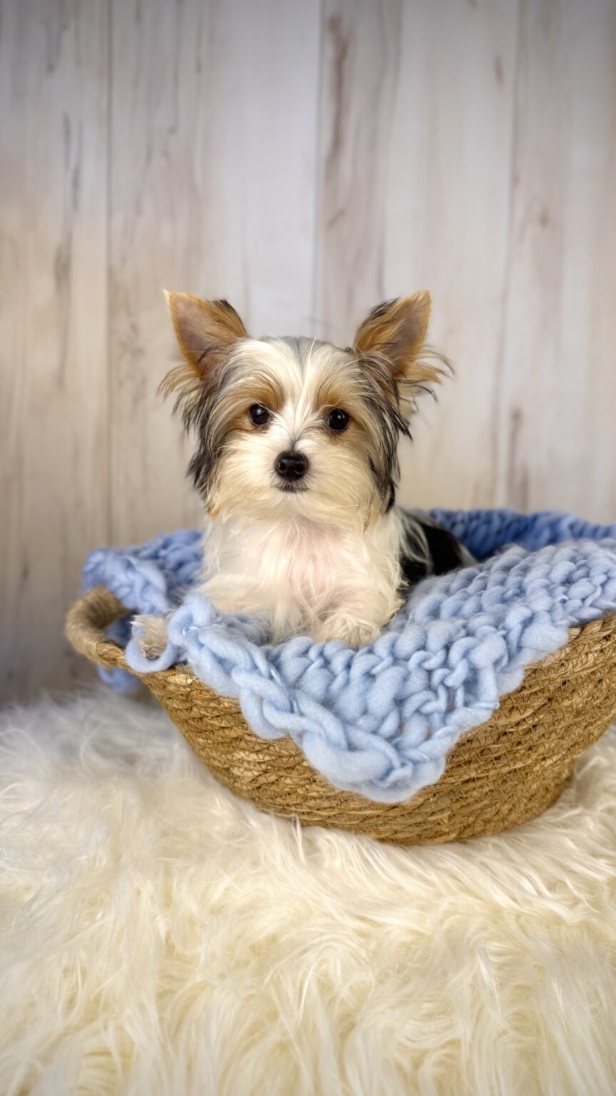 Parti Colored Yorkie Puppies - Blueberry Brook Yorkies – Morkies ...