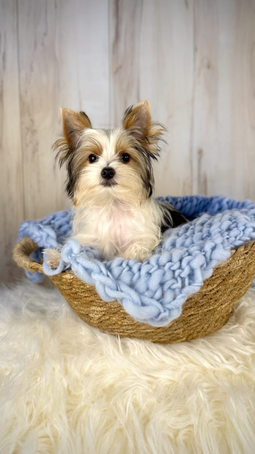 Parti Colored Yorkie Puppies - Blueberry Brook Yorkies – Morkies ...