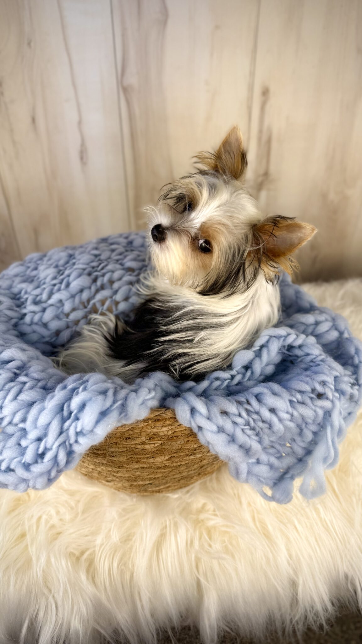 Parti Colored Yorkie Puppies - Blueberry Brook Yorkies – Morkies ...