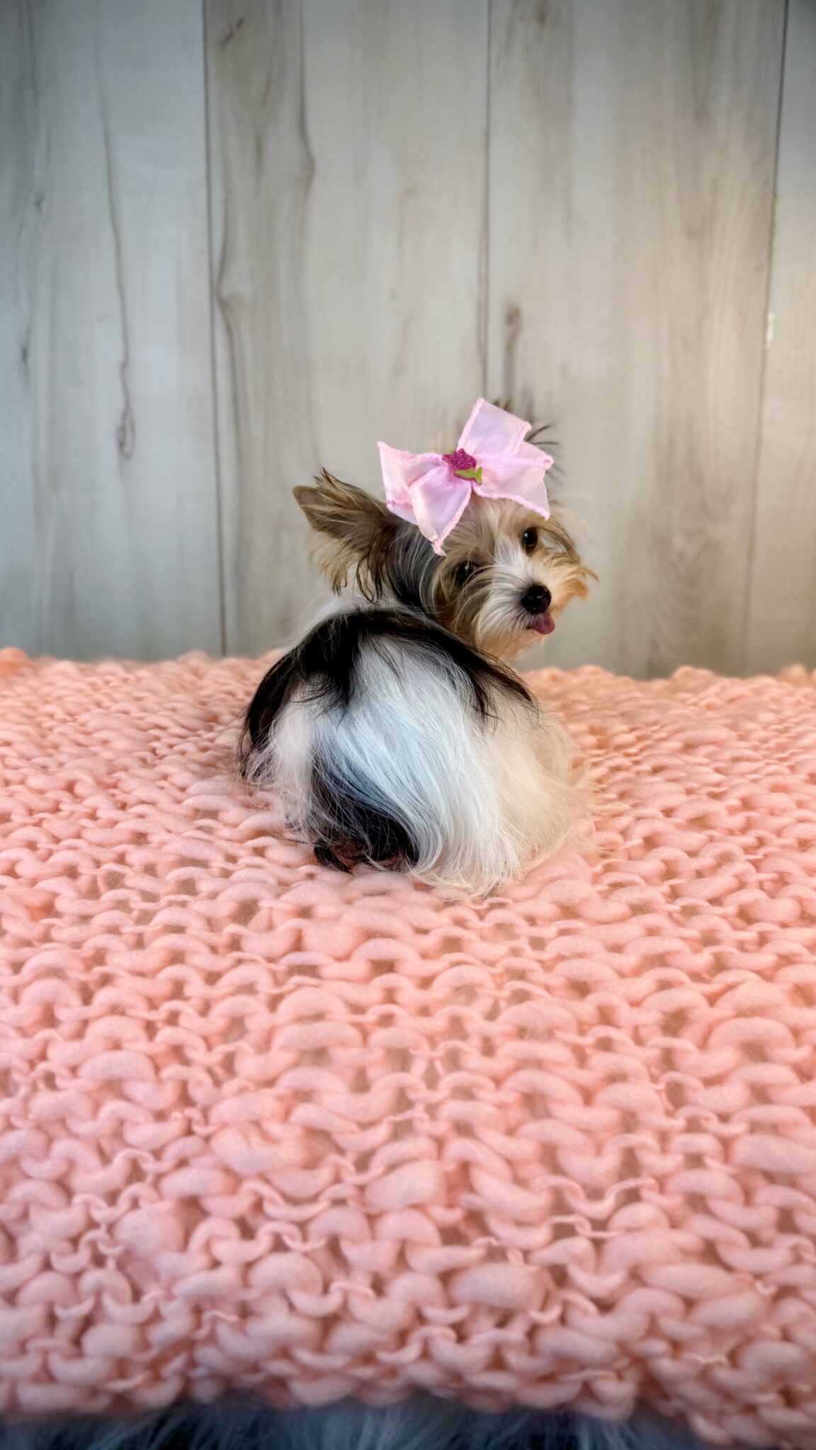 Parti Colored Yorkie Puppies - Blueberry Brook Yorkies – Morkies ...