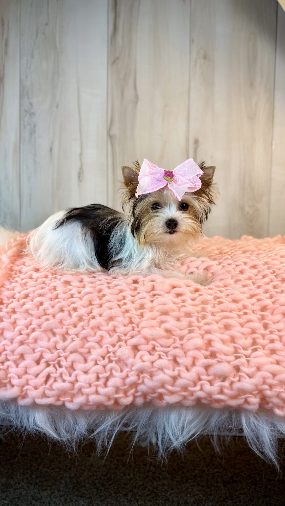 Parti Colored Yorkie Puppies - Blueberry Brook Yorkies – Morkies ...